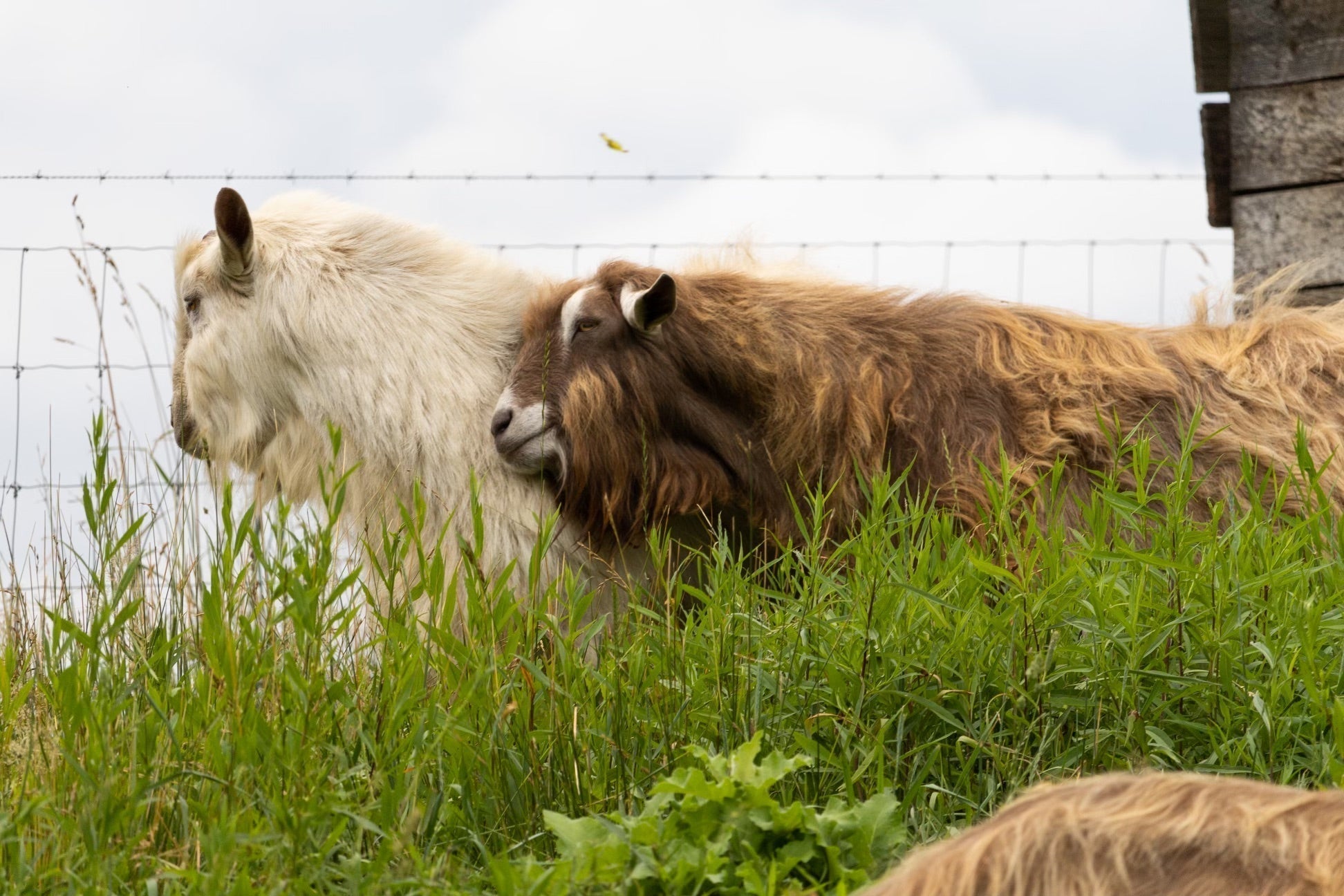 The Best Skin Care for Men: Gentle, Effective – Harvest Hills Goat Milk ...